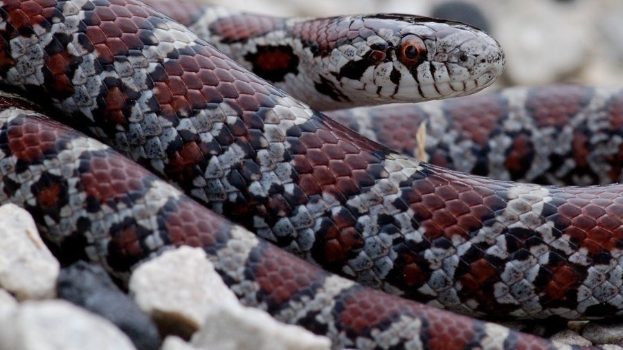 Petition · Permit sale of captive bred native reptiles in Wisconsin ...