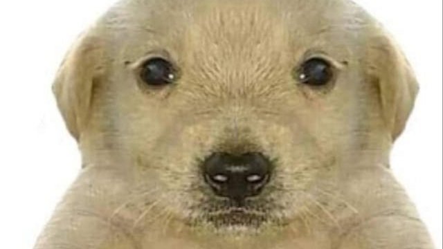 Petición · PERMITIR QUE EL PERRITO POTAZIO SALGA EN EL PAPEL HIGIÉNICO ...