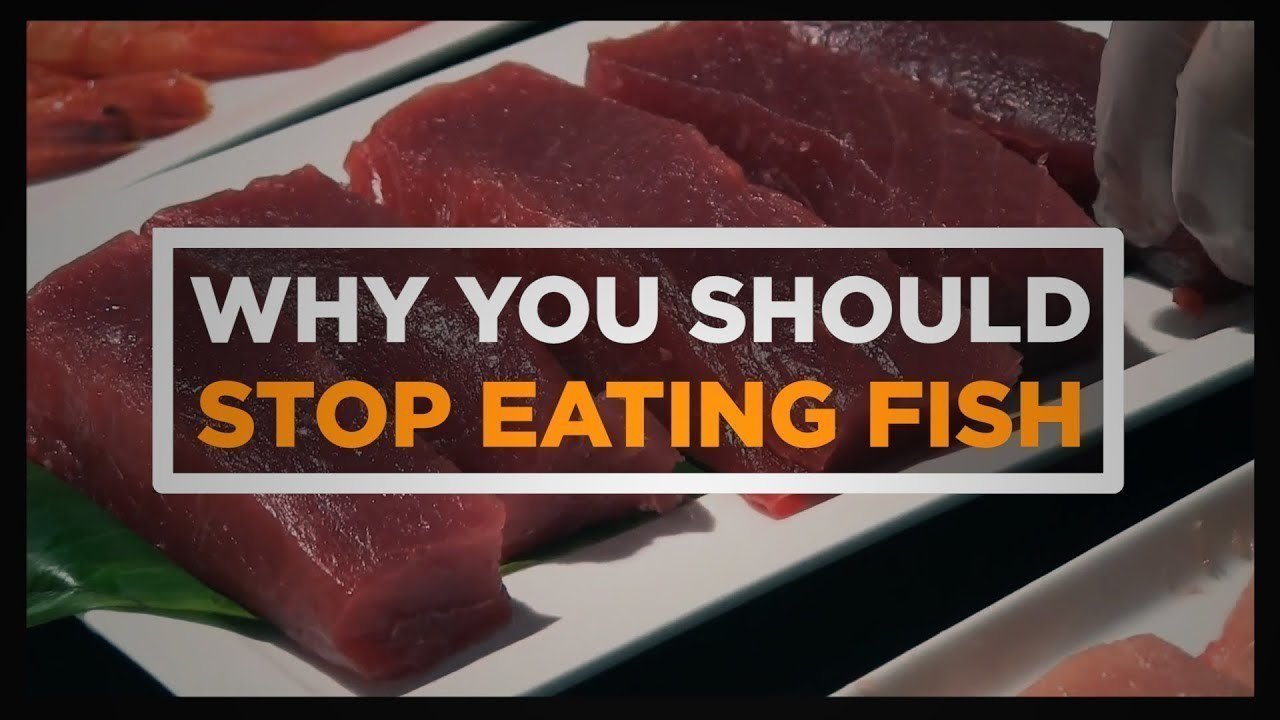 Petition · NOAAFisheries ,European Commission : Stop Fishing , Fishing ...