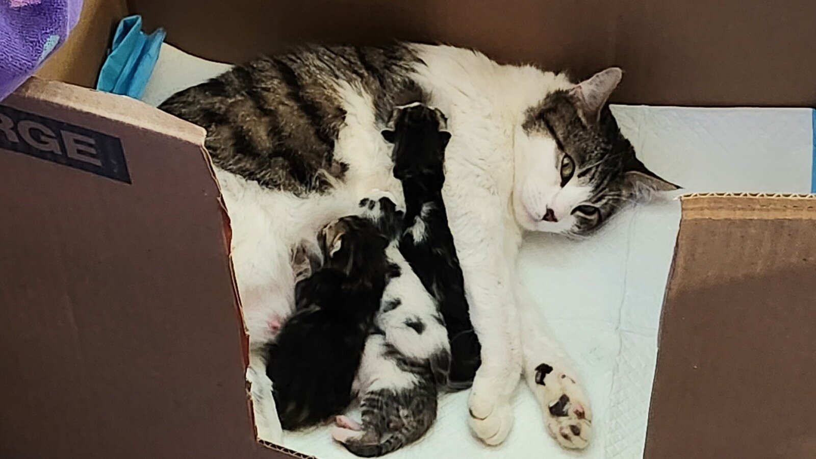 Petition · Expose and Stop Ace kitty Rescue's Unethical Practices in ...