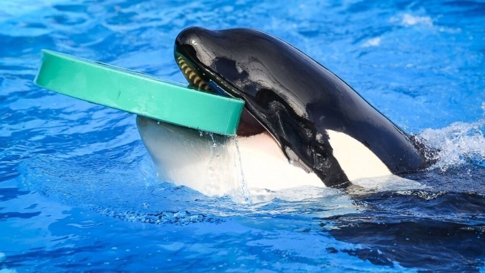 Petition · Ban the Captivity of Marine Mammals for Entertainment ...