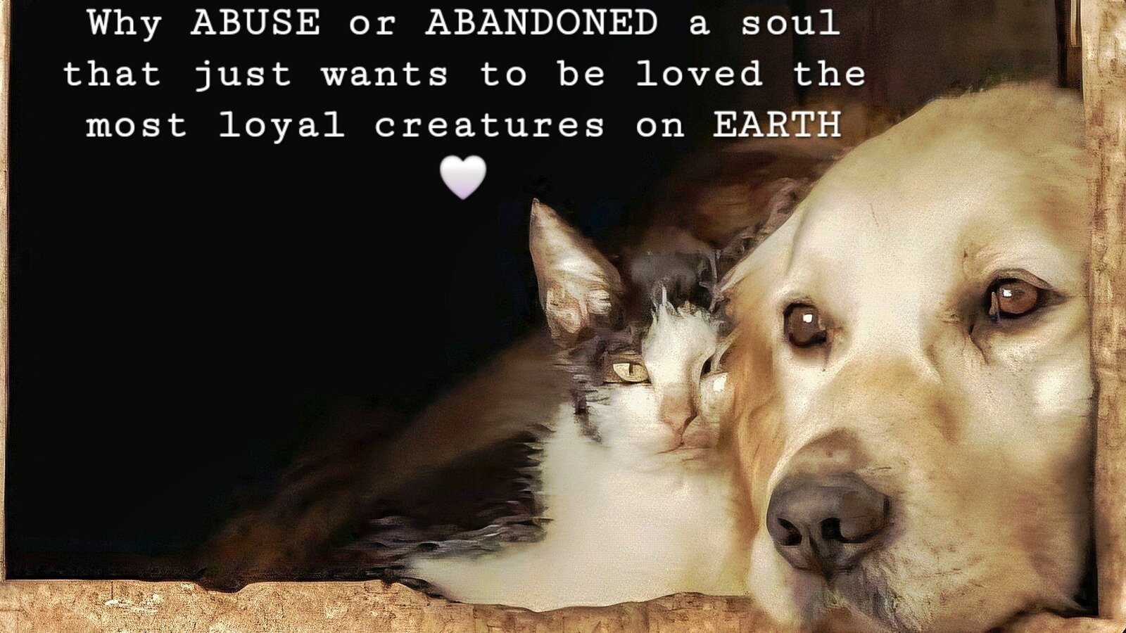 Petition · End EUTHANASIA for SPACE in the US Animal Shelters ...