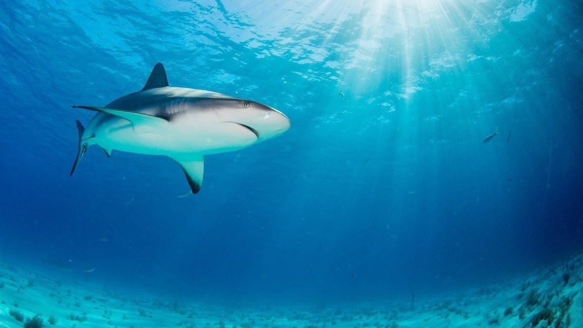 Petition · Save Sharks by Recognizing their True Value for Ocean ...