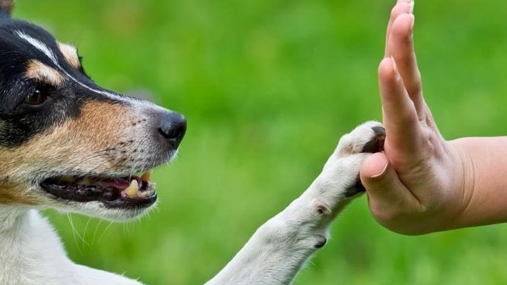 Petition · Improve Animal Welfare - Australia · Change.org