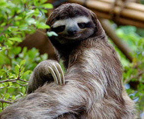 Petition · Save the Pygmy Sloths and their Habitat - Hong Kong SAR ...