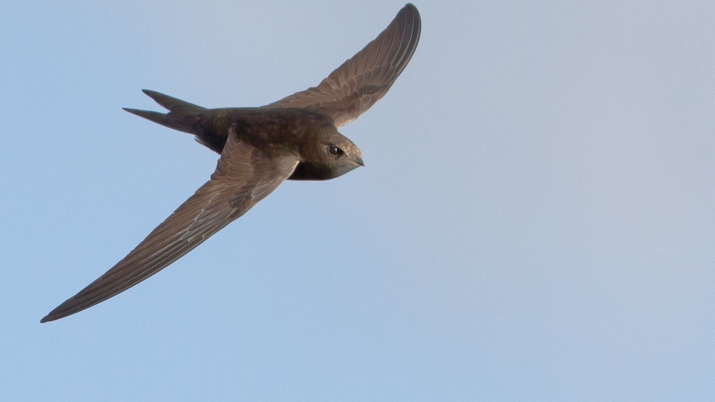 Petition · Save our Swifts: Make swift brick nests a requirement in all ...