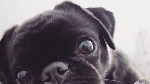 Petition · Amy the dog getting taken away from abusive owner Marcus ...