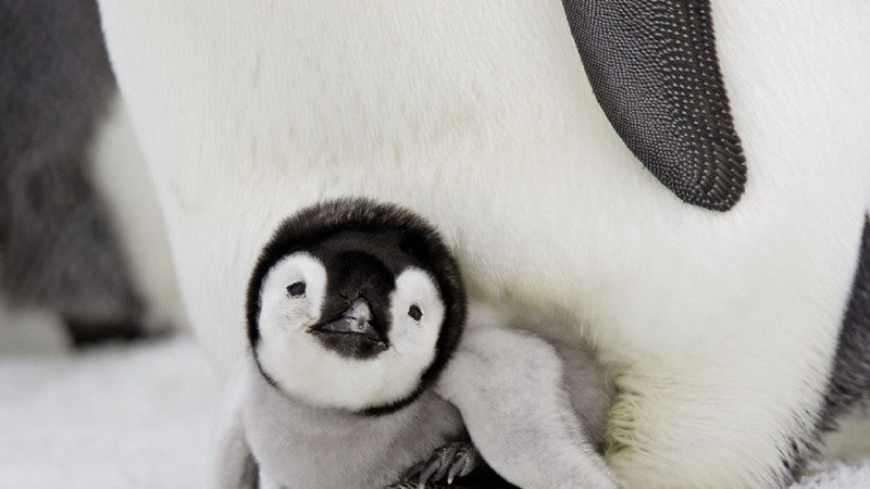Petition · SAVE THE PENGUINS · Change.org