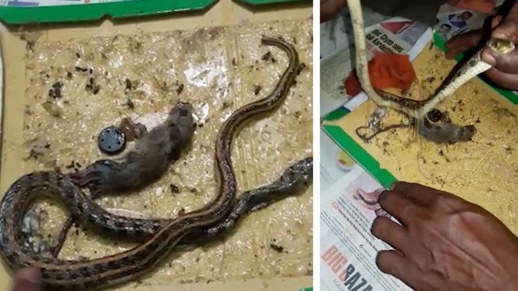 Petition · STOP THE PRODUCTION INHUMANE GLUE TRAPS! - India · Change.org