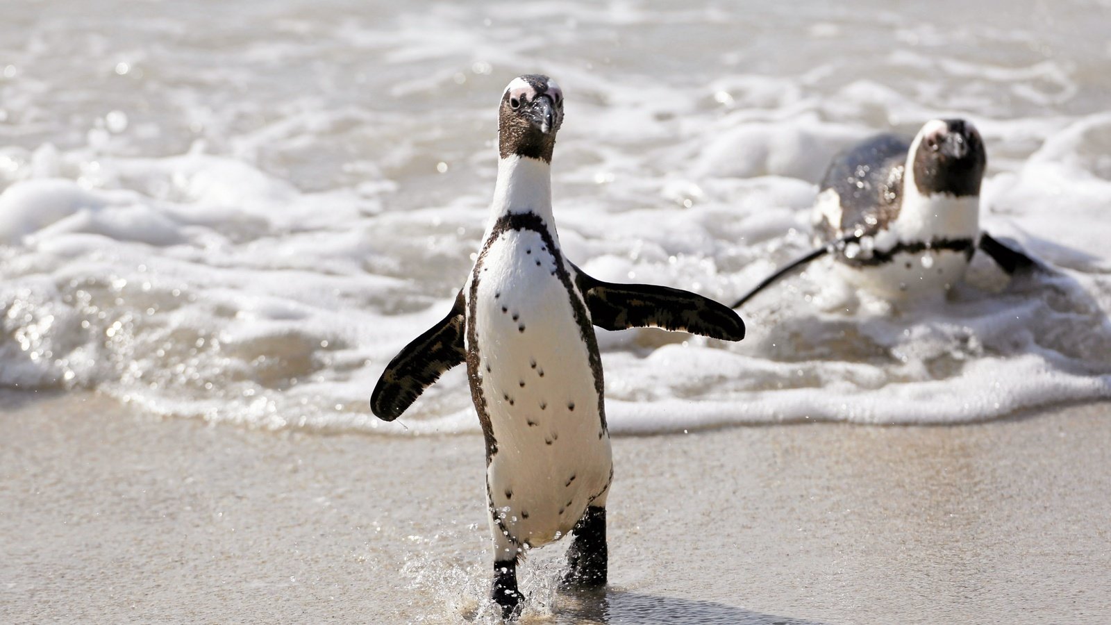 Topic · Smithsoniannationalzoo · Change.org