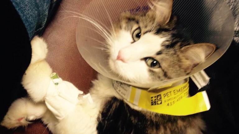 Petition · Label Poisonous Flowers for Cats and Dogs - United States ...