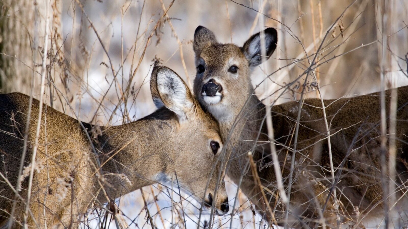 Petition · STOP the deer slaughter! Say NO to archery hunting & firearm ...