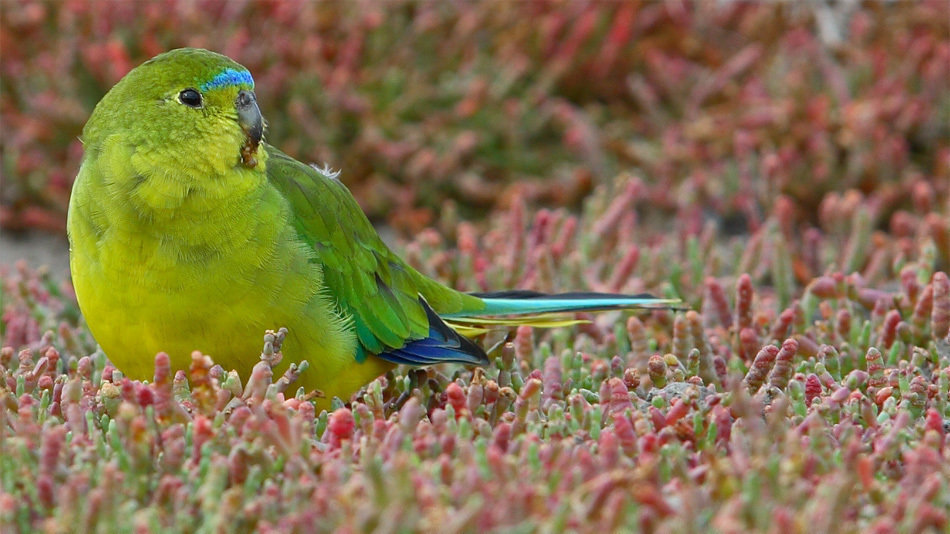 Petition · Protect the Habitats of the CRITICALLY ENDANGERED Orange ...