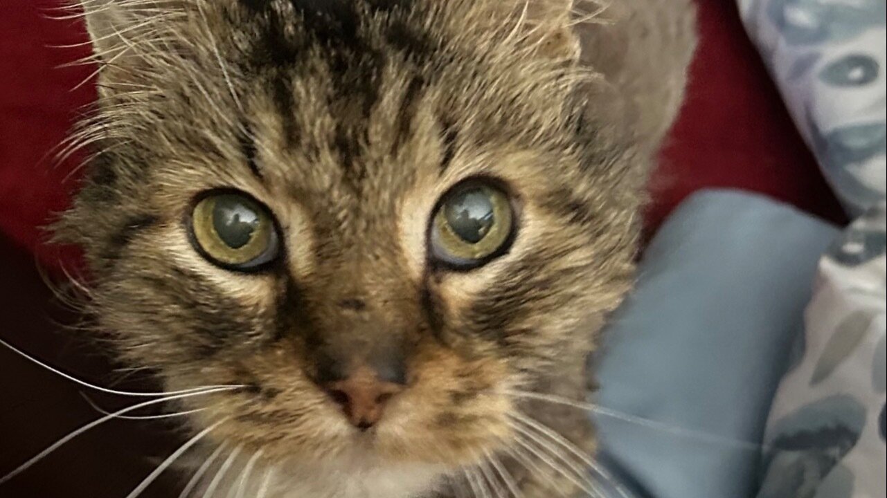 Petition · Extend the Timeframe for Finding Lost Pets in Animal ...