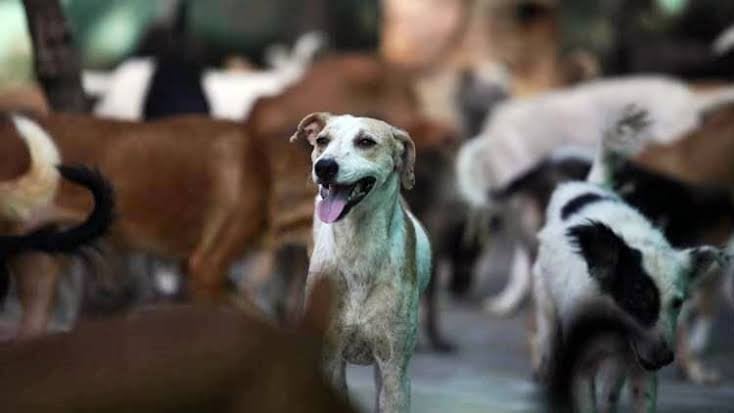Petition No More 50 Increase Penalty For Animal Cruelty In India petition-no-more-50-increase-penalty-for-animal-cruelty-in-india