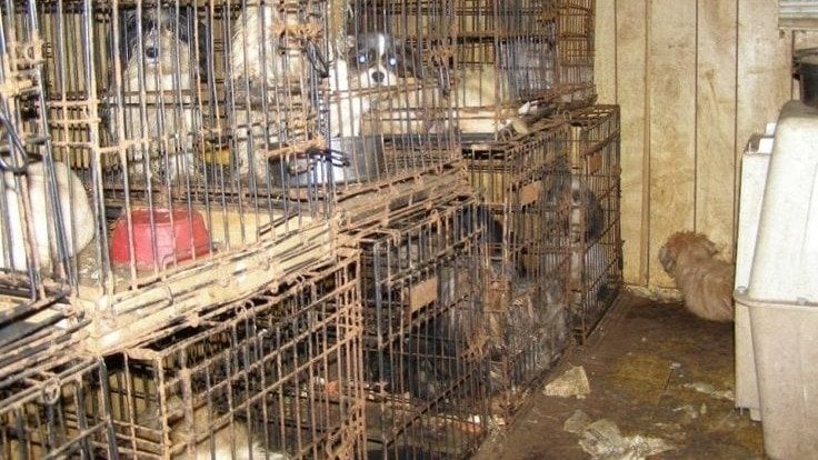 Petition · Stop Pet Overpopulation Issues- Ban Puppy/Kitten Mills ...