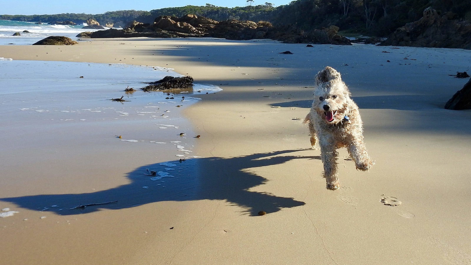 Petition · Dogs on Cornish Beaches - a compromise - United Kingdom ...
