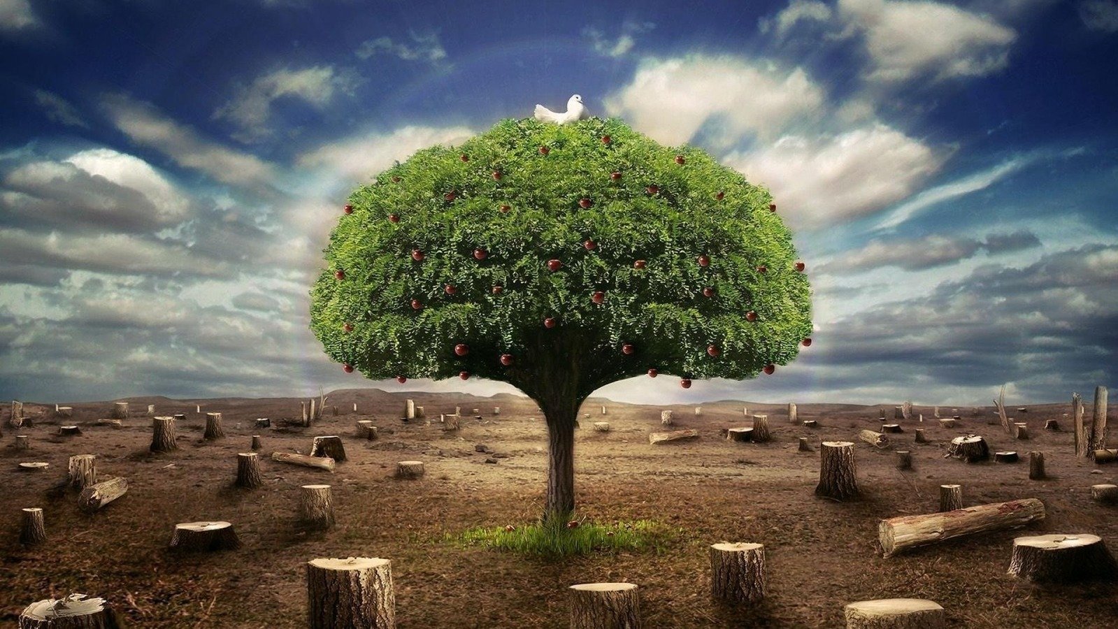 Petition · Stop deforestation to help the world! - By Max - United ...