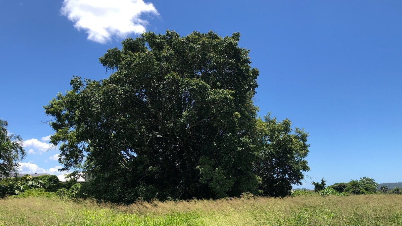 Petition · Save Our Trees - Australia · Change.org
