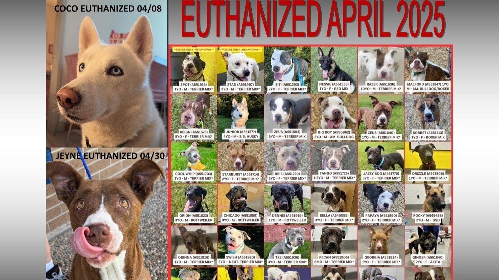 Petition · Curbing Pet Overpopulation / Cómo Frenar la Sobrepoblación ...