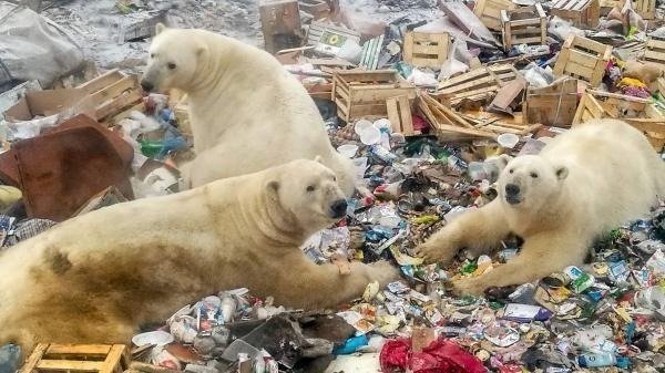 Petición · Que no se lleve a cabo el proyecto Willow! - México · Change.org