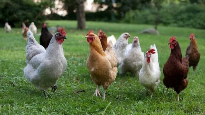 Petition · Facilitate the Amendment of HOA Bylaws to Permit Backyard ...