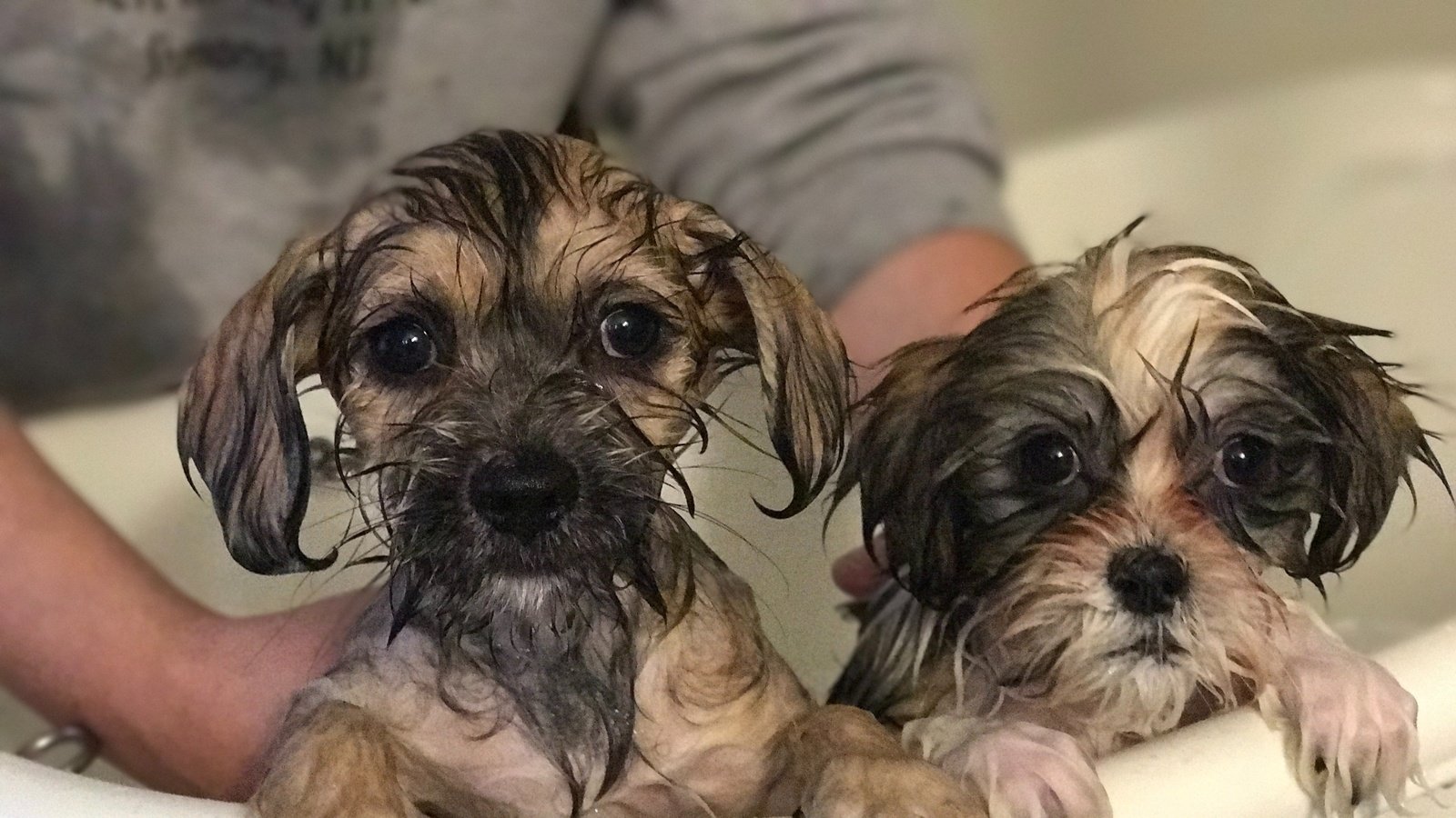 Petition · PLEASE HELP ME HELP YOUR PETS! GROOMERS ARE ESSENTIAL ...