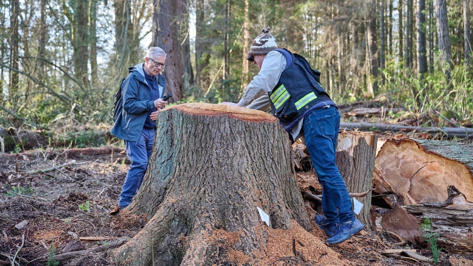 Petition update · Thousands of safe trees are being cut down in Stanley ...