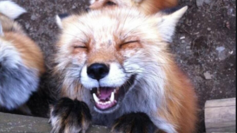 Petition · STOP BRAES OF DERWENT HUNTING. FULL STOP!!! - Whittonstall ...