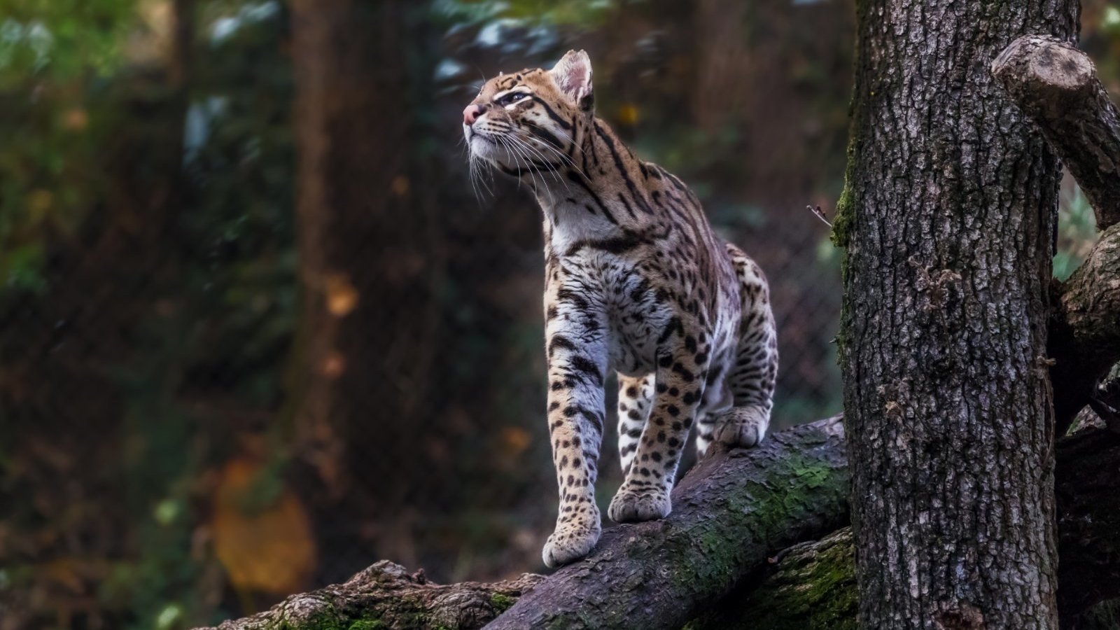 Petición · SALVEMOS AL TIGRILLO DE TABIO - Colombia · Change.org