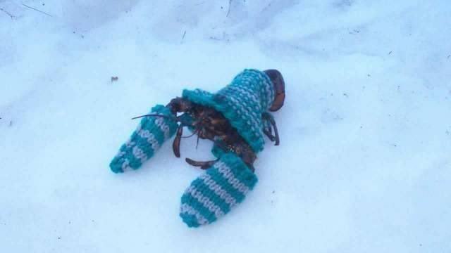 Petition · MAKE ROSCRIPTS RECREATE THE HIT OR MISS TIKTOK - United ...