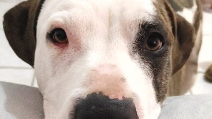 Petition · Save the Pitbull’s - South Africa · Change.org