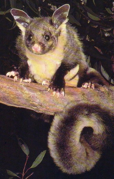 Petition · Protect our unique flying possum, the Yellow Bellied Glider ...