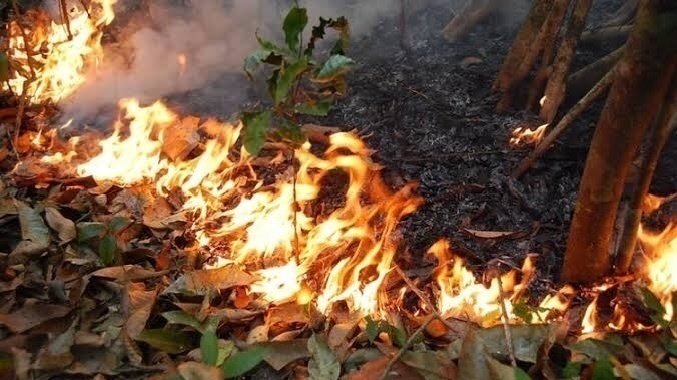 Petition · Save The amazon rainforest - Australia · Change.org