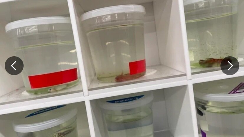 Petition · Ban Pet smart from keeping beta fish in cups - United States ...