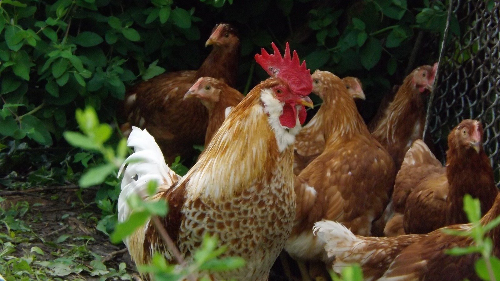 Petition · Repeal NYS Farm Overtime Law - United States · Change.org