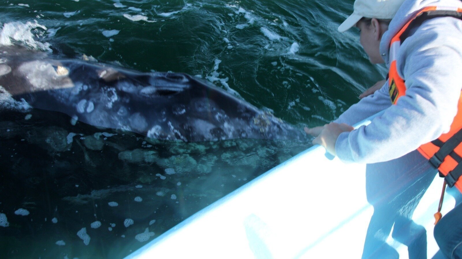 Petition · Save the Whales, Save the Marine Mammal Protection Act ...