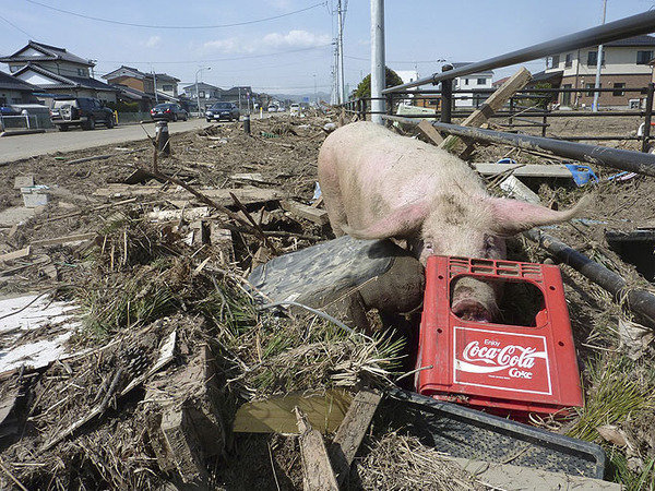Petition · HELP THE STARVING ANIMALS OF FUKUSHIMA - United States ...