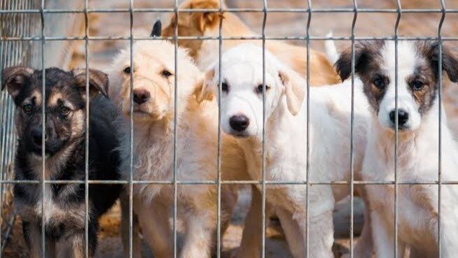 Petition · Abolish the Dogs and Cats Online (DACO) Breeder Registration ...