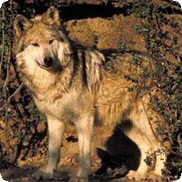 Petition · Speak Up for Southwest Wolves! - United States · Change.org