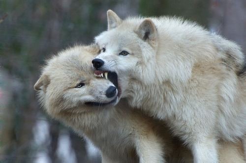 Petition We Want To See Wolves Running Free In Scotland For The Petition We Want To See Wolves Running Free In Scotland For The