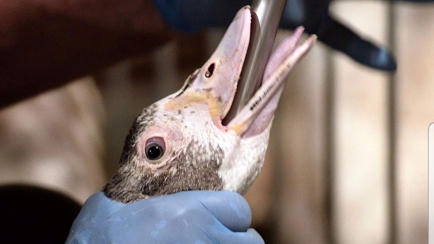 Pétition · Contre le gavage des oies sauvages - Canada · Change.org