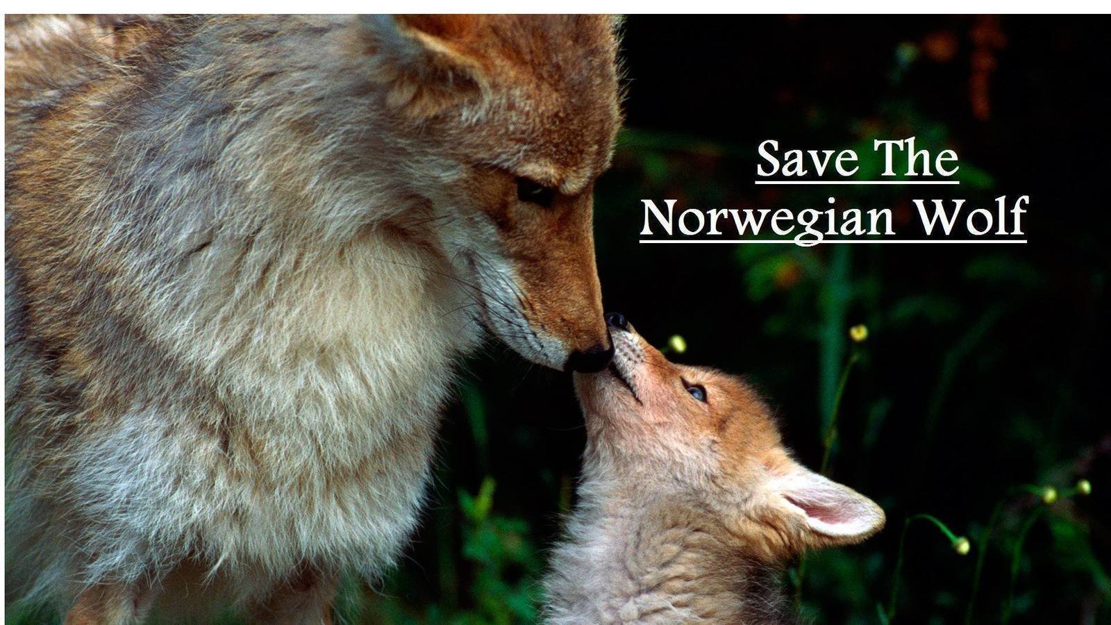 Petition · Save the wolf! - Norway · Change.org