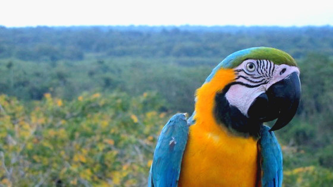 Petition · What the U . S. Can Do to Stop Extinction - United States ...