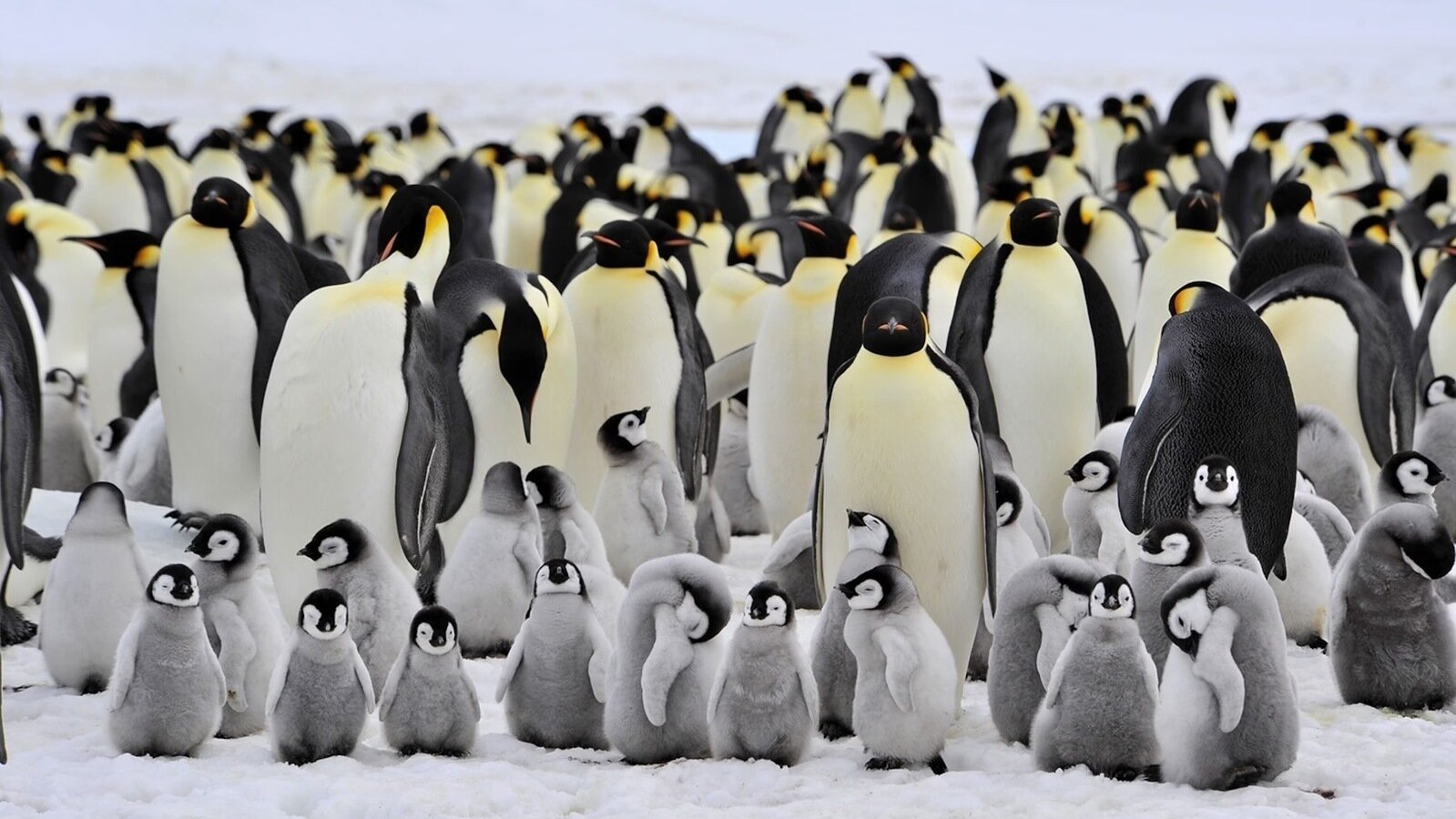 Petition · Protect Emperor Penguins from Extinction - United States ...