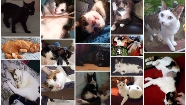 Petition · Humberside Police and RSPCA to seriously investigate the ...