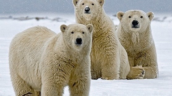 Petition · Stop the willow project!! - United States · Change.org