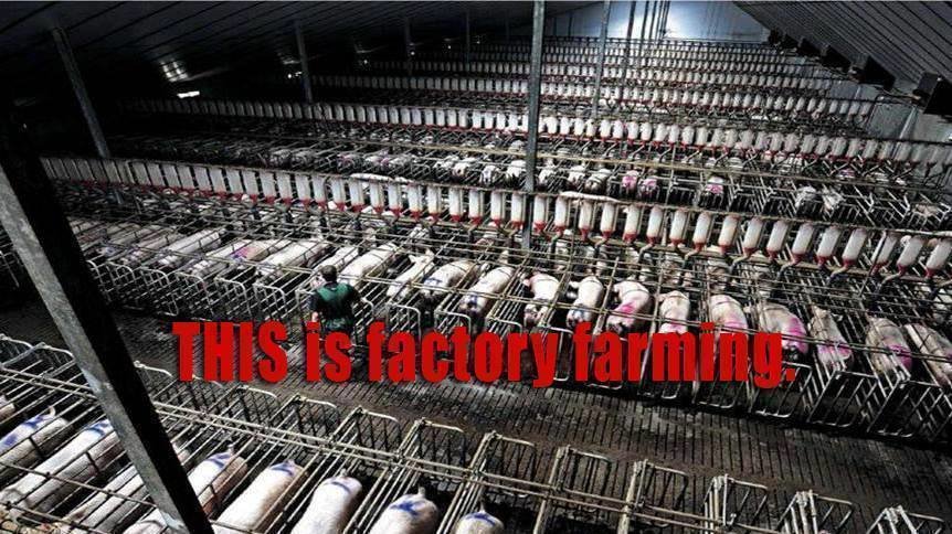 Petition · End Factory Farming - United States · Change.org