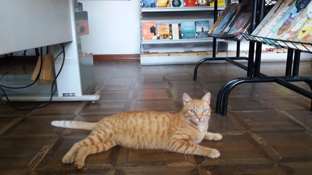 Petition update · O Lelo voltou! Lelo is back! · Change.org · Change.org