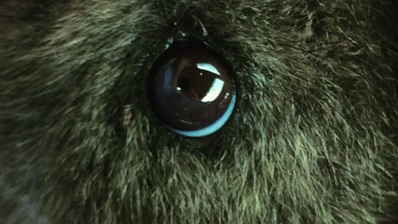 Petition · Support our Koalas - Save our Bats - Australia · Change.org